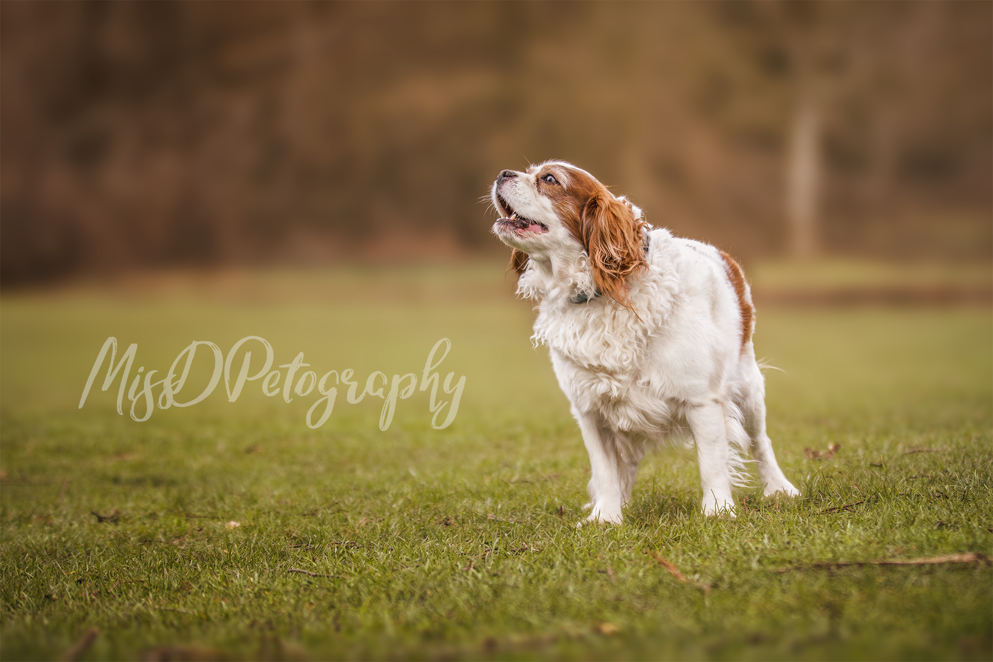 Highlights, Shadows & The Histogram – Miss D Photography